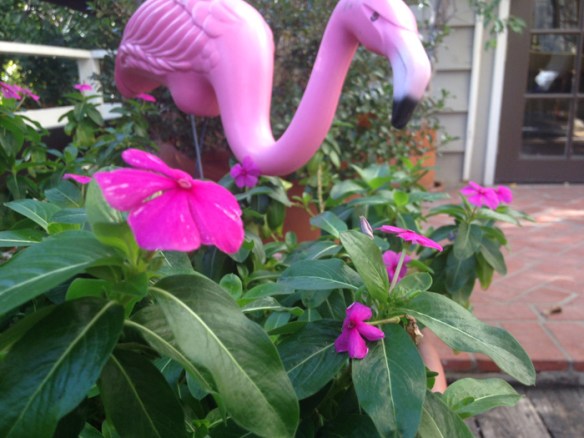 Tales from the potting shed (in a hollywood style) | Weeds up to me knees