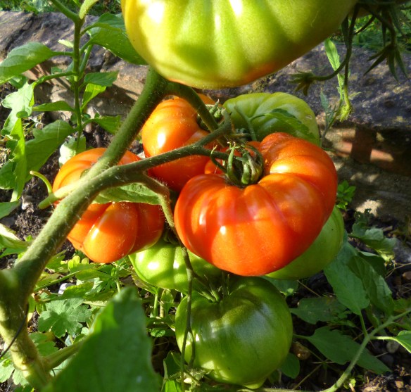 In the beefsteaks of your mind | Weeds up to me knees