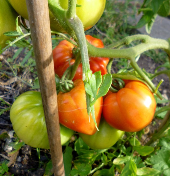 In the beefsteaks of your mind | Weeds up to me knees