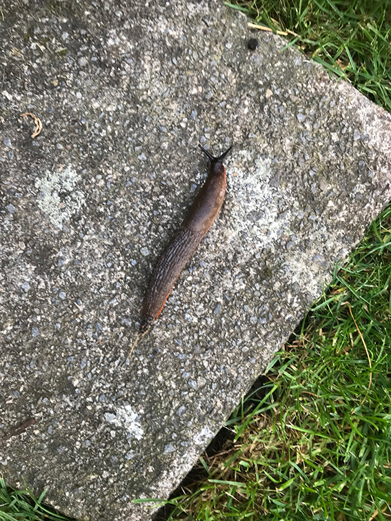 Slug–U–Like? | Weeds up to me knees