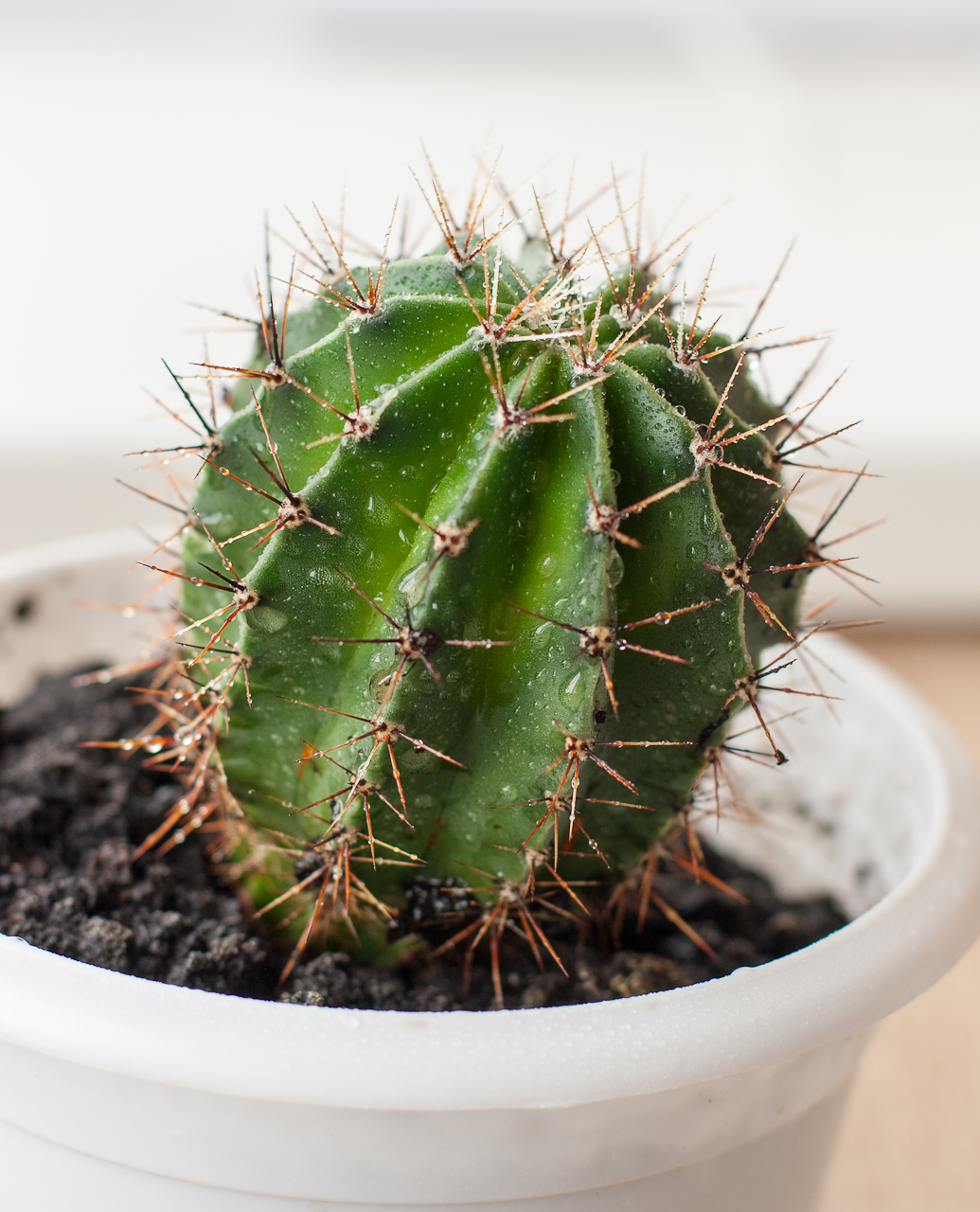 Cacti calling… | Weeds up to me knees
